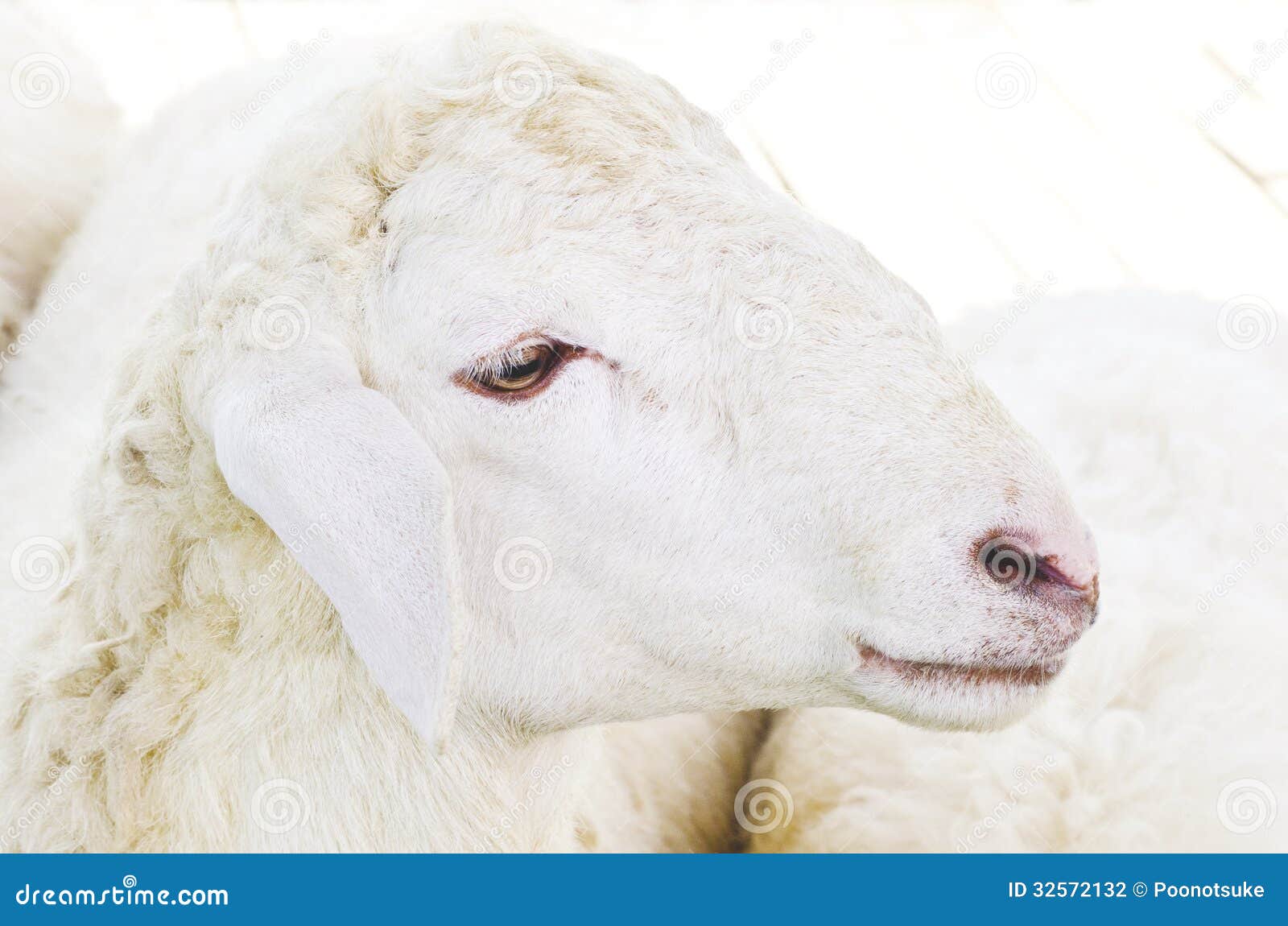 Sheep face stock photo. Image of face, nature, head, care - 32572132