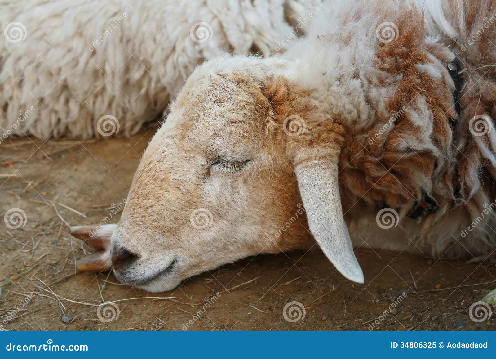 Sheep Face On Stock Photo | CartoonDealer.com #58981380