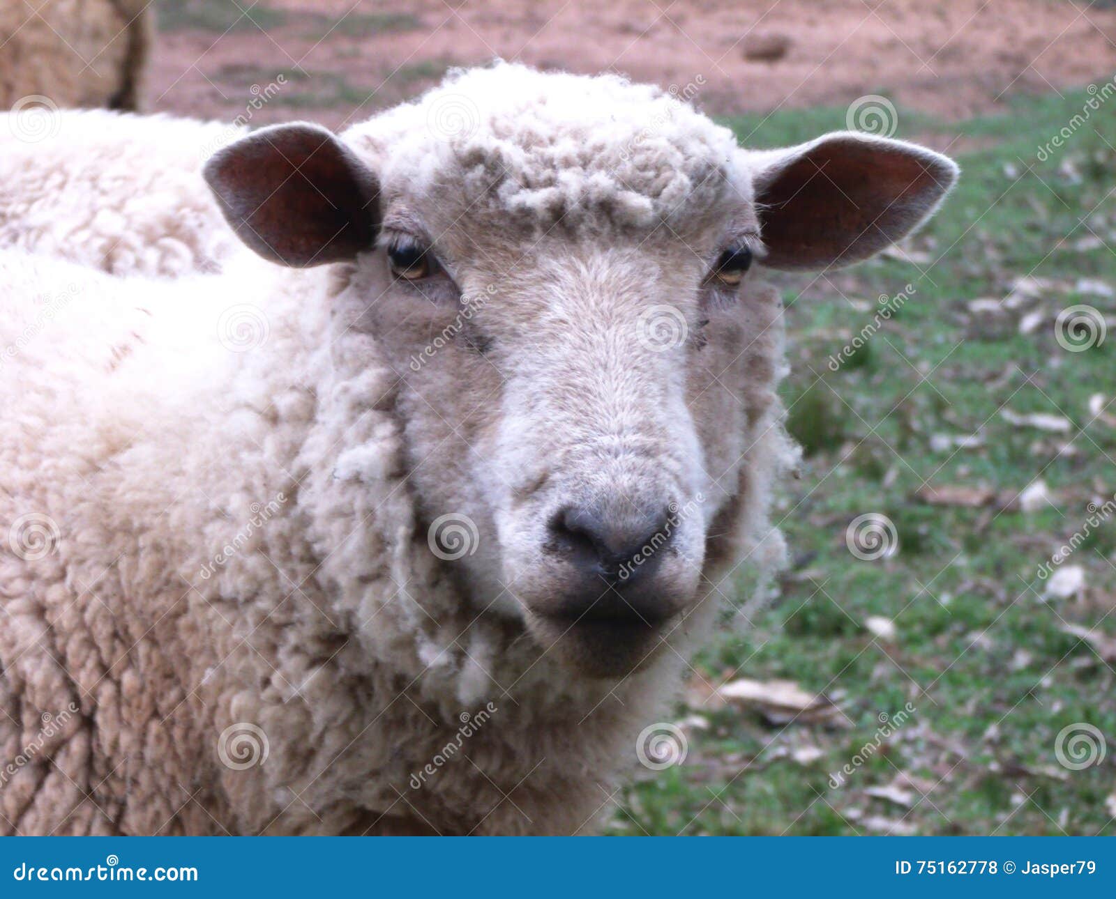 Sheep face stock photo. Image of mutton, sheep, expressive - 75162778