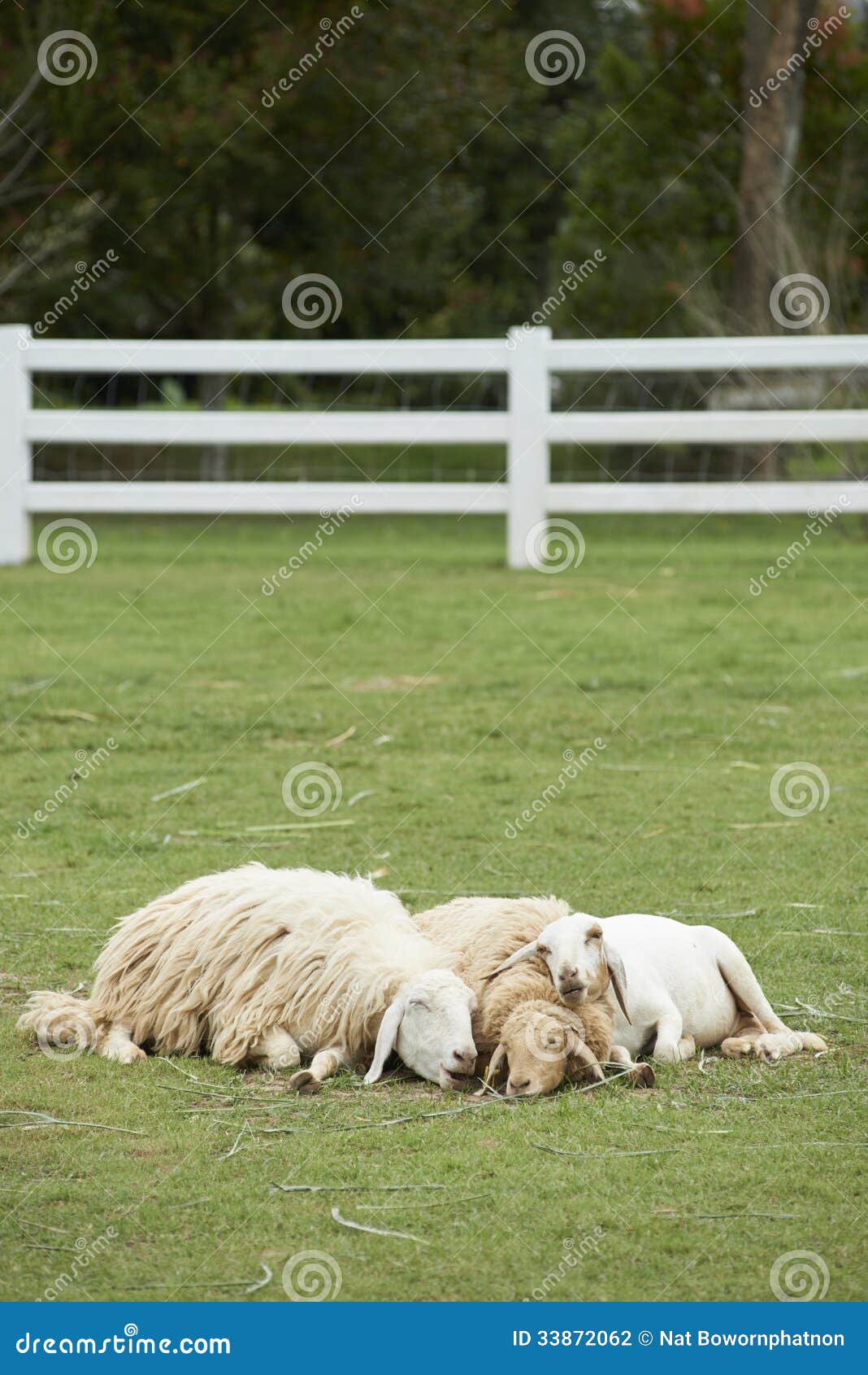 Sheep Family Sleep Together Stock Photo - Image of environment, sleep ...