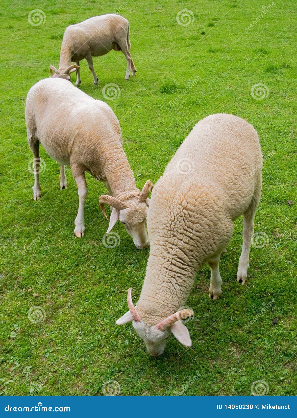 Sheep in farm stock photo. Image of farming, grazing - 14050230