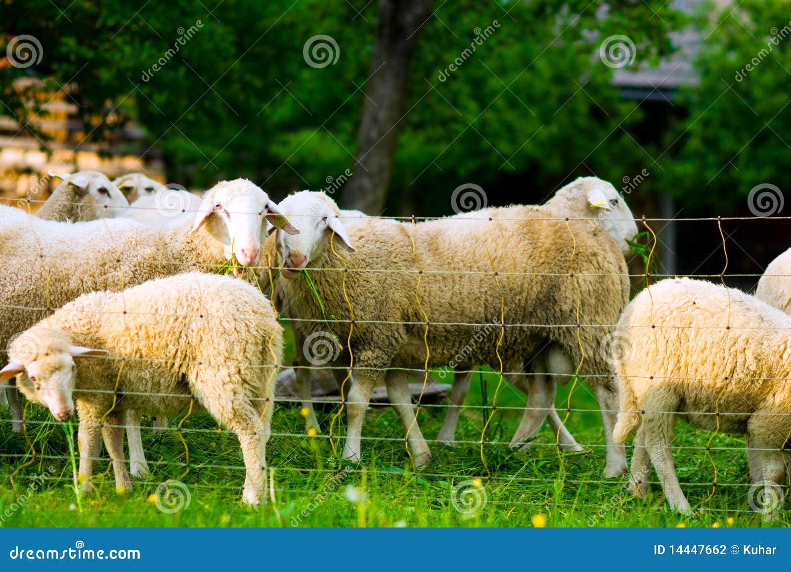 Sheep on farm stock photo. Image of animal, organic, ribnici - 14447662