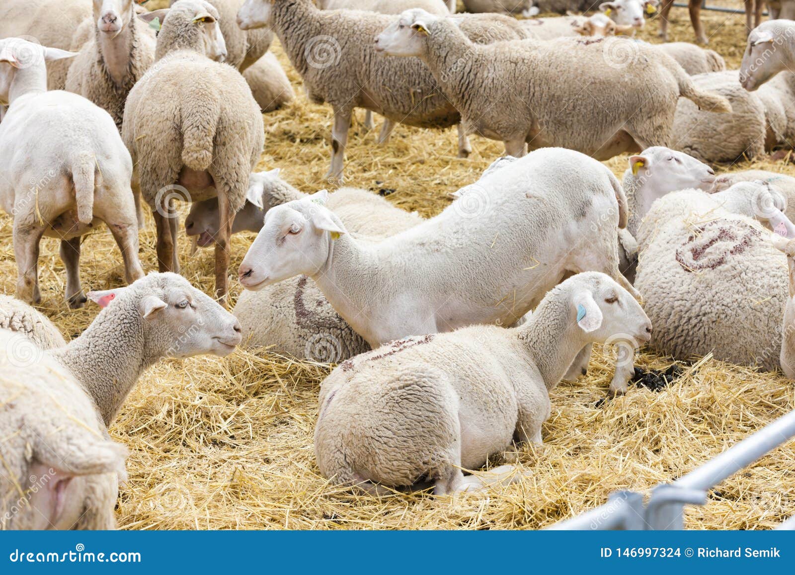 Sheep on the farm stock photo. Image of wool, autumn - 146997324