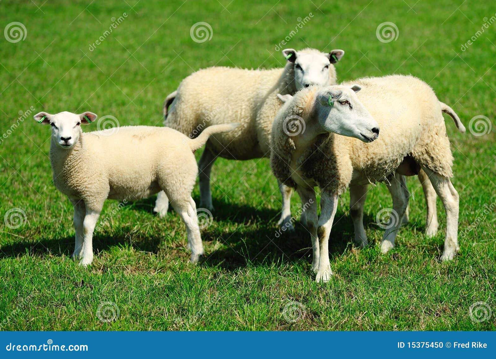 Sheep on a farm stock photo. Image of grass, sheared - 15375450