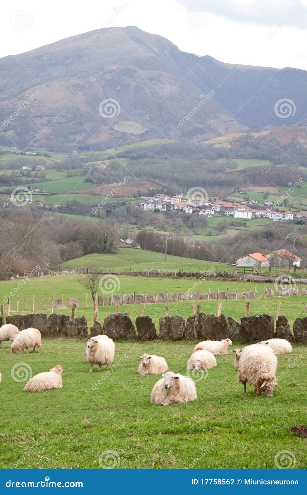 Sheep in farm stock photo. Image of green, poultry, diary - 17758562