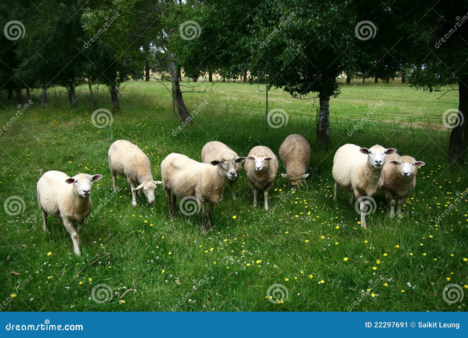 Sheep in farm stock image. Image of lambs, sheared, harvesting - 22297691