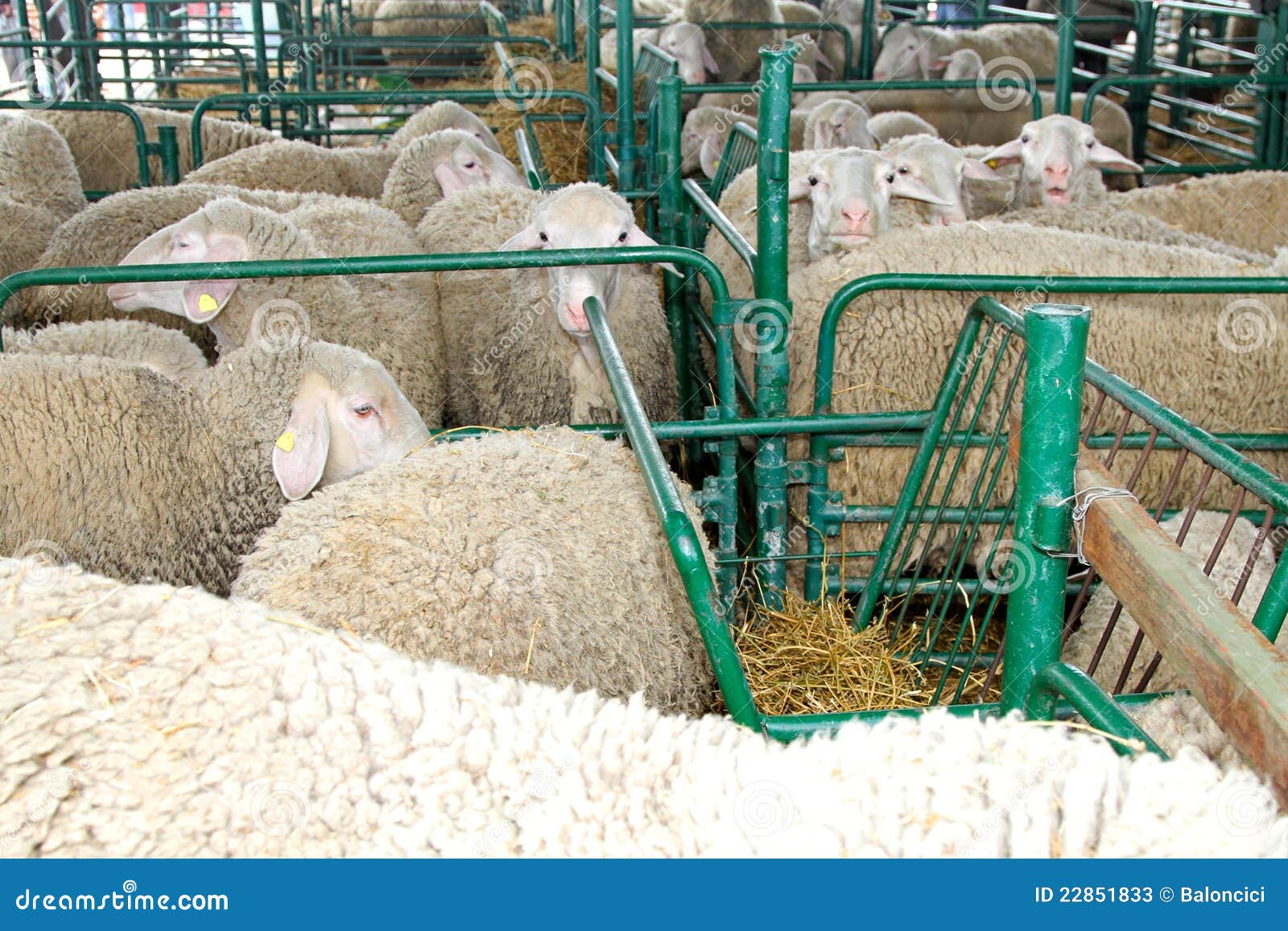 Sheep farm stock image. Image of cote, enclosure, mammal - 22851833