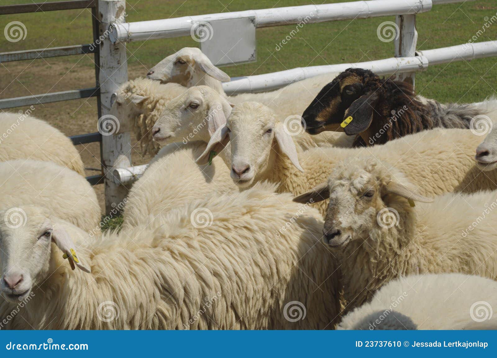 Sheep in farm stock photo. Image of spring, farm, summer - 23737610