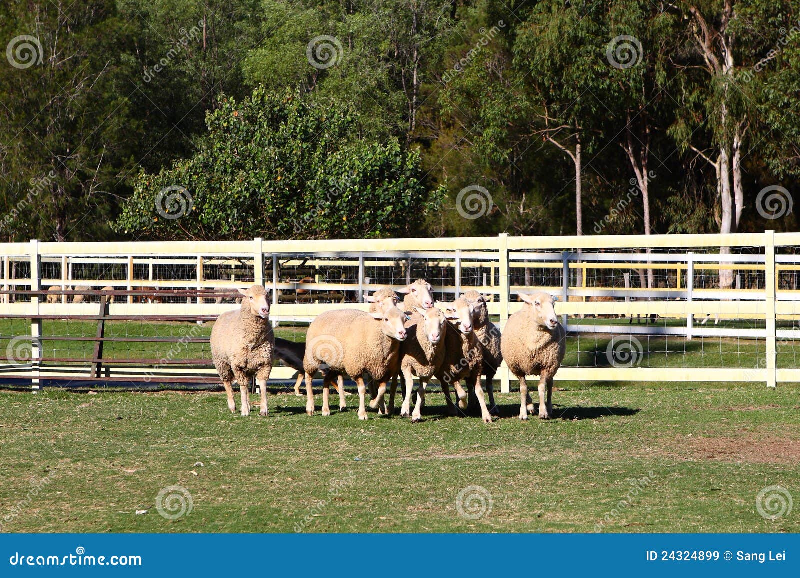 Sheep in farm stock image. Image of green, sheep, travel - 24324899