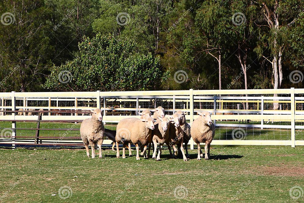 Sheep in farm stock image. Image of green, sheep, travel - 24324899