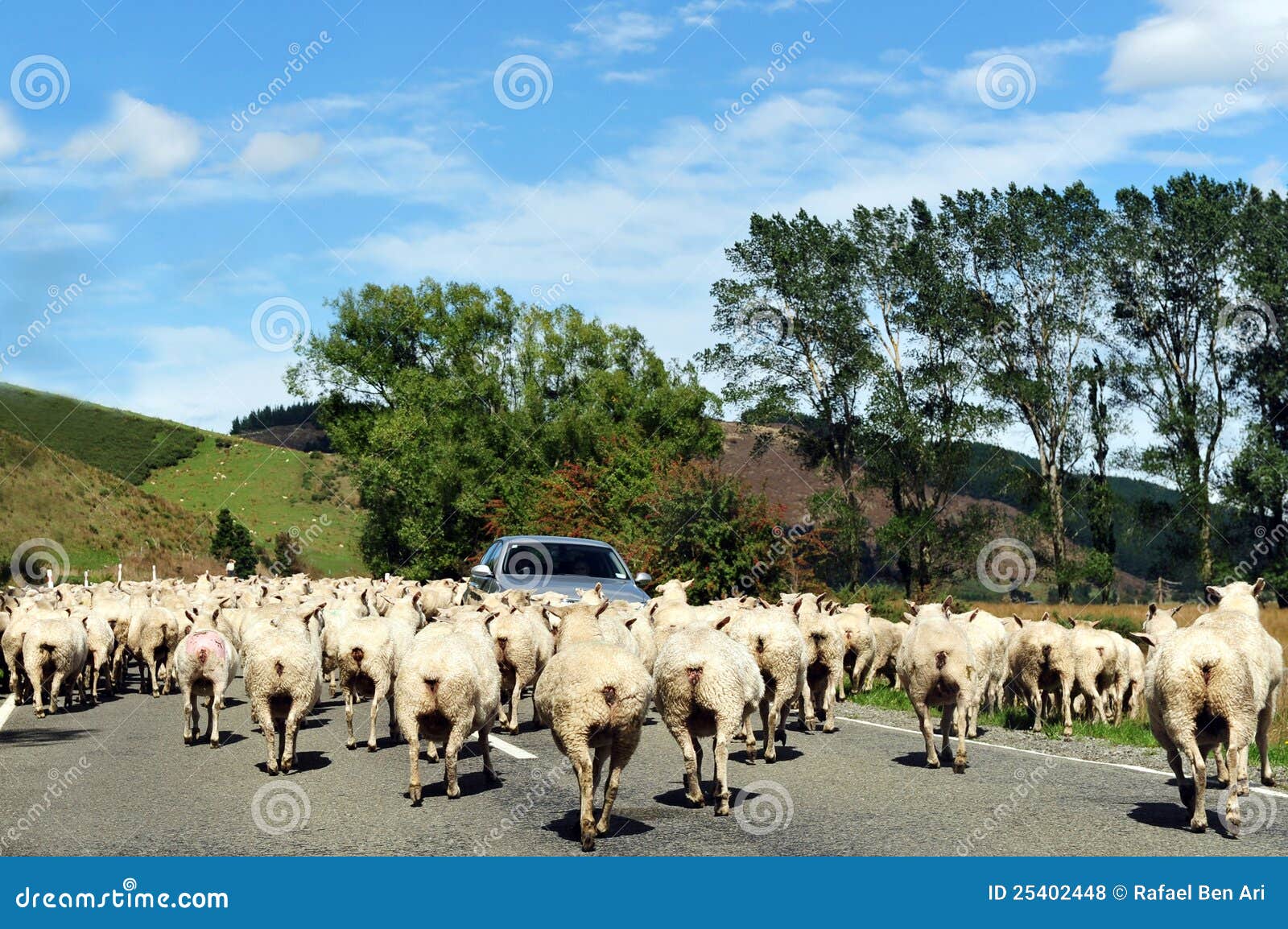 Sheep Farm editorial stock photo. Image of flock, livestock - 25402448