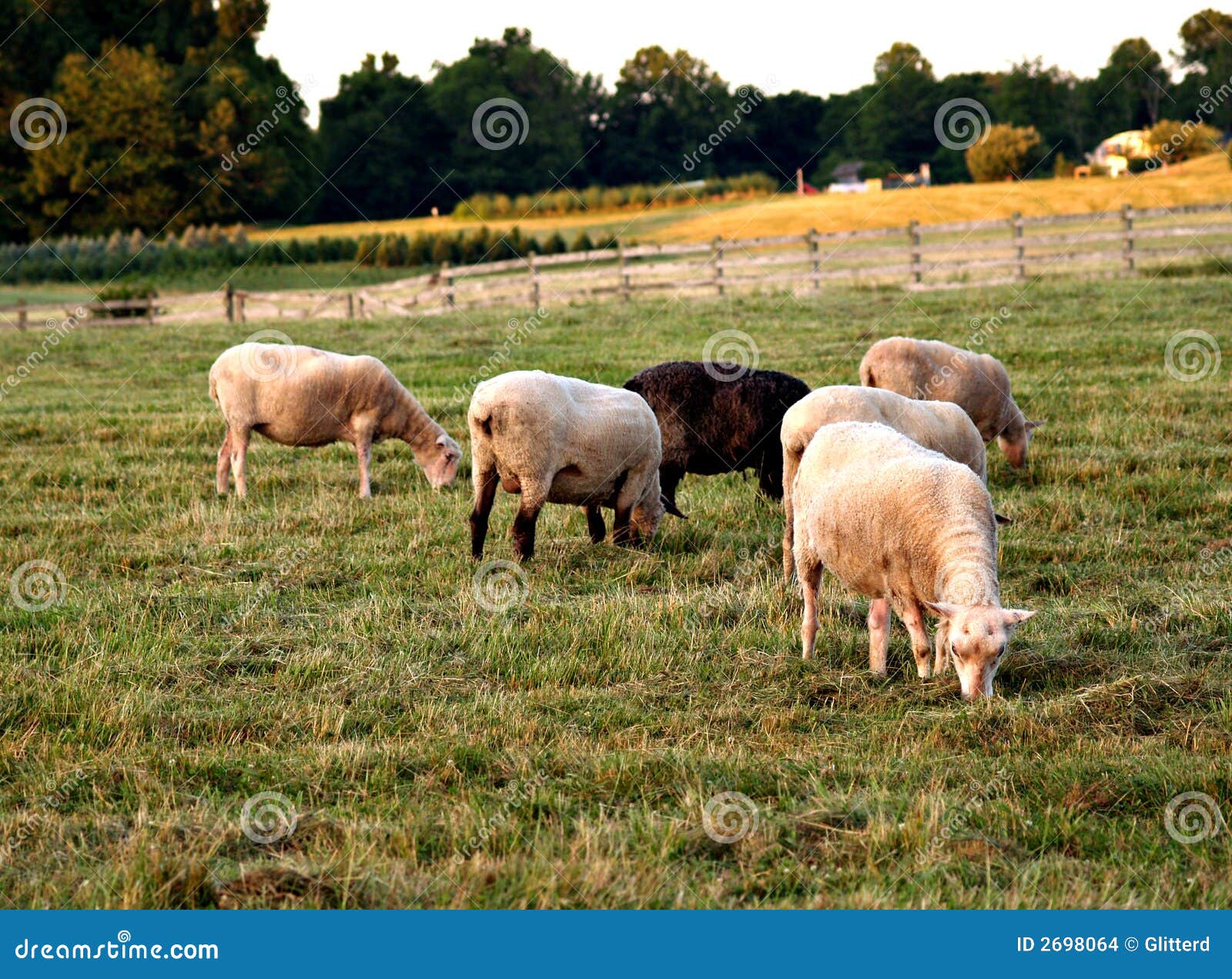 Sheep on the farm stock photo. Image of animals, pasture - 2698064