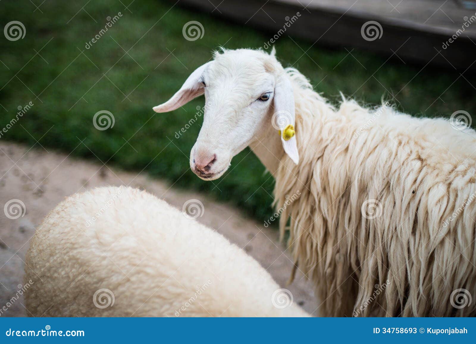 Sheep stock image. Image of animal, cheep, young, culture - 34758693