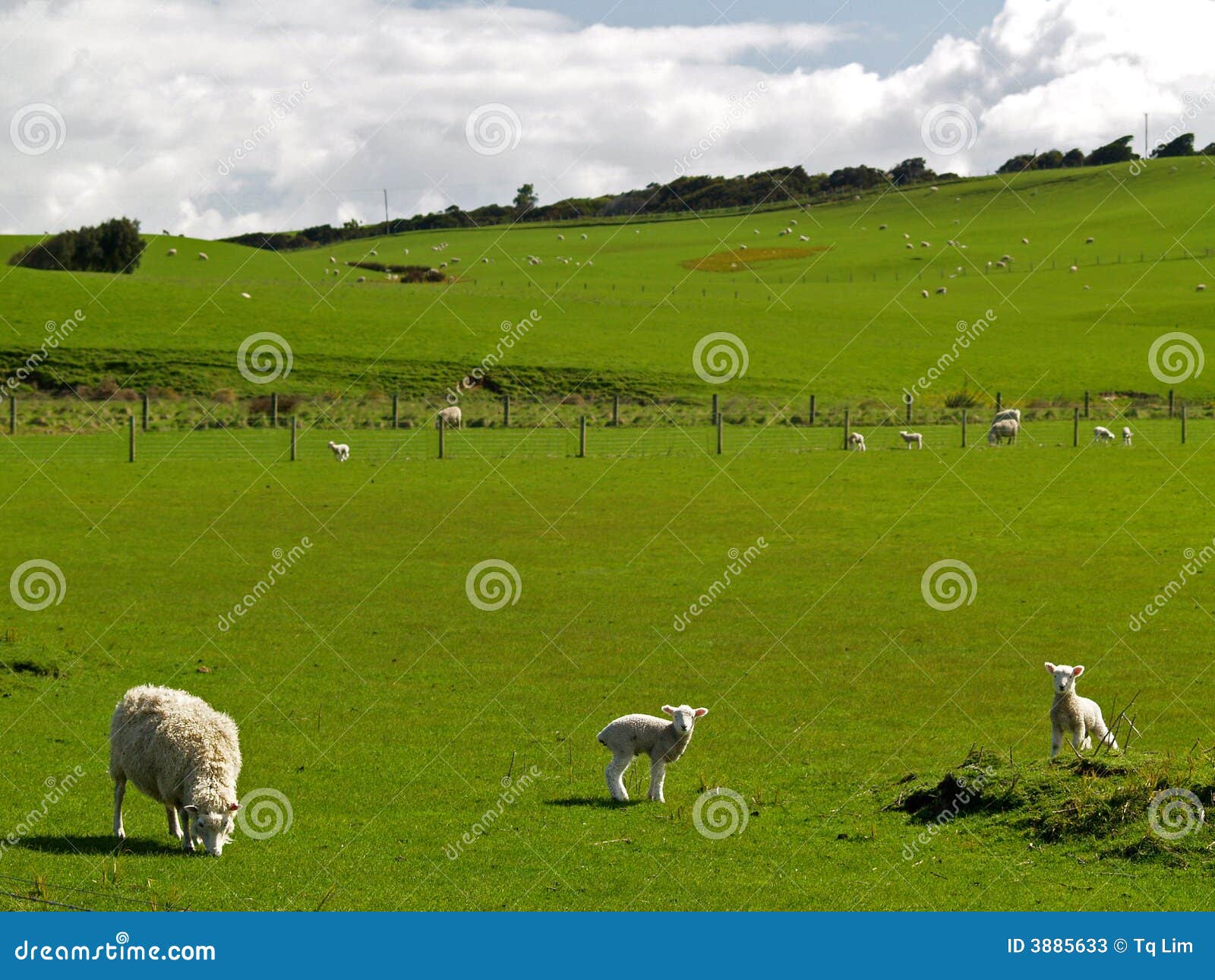 Sheep farm stock image. Image of farm, animal, zealand - 3885633