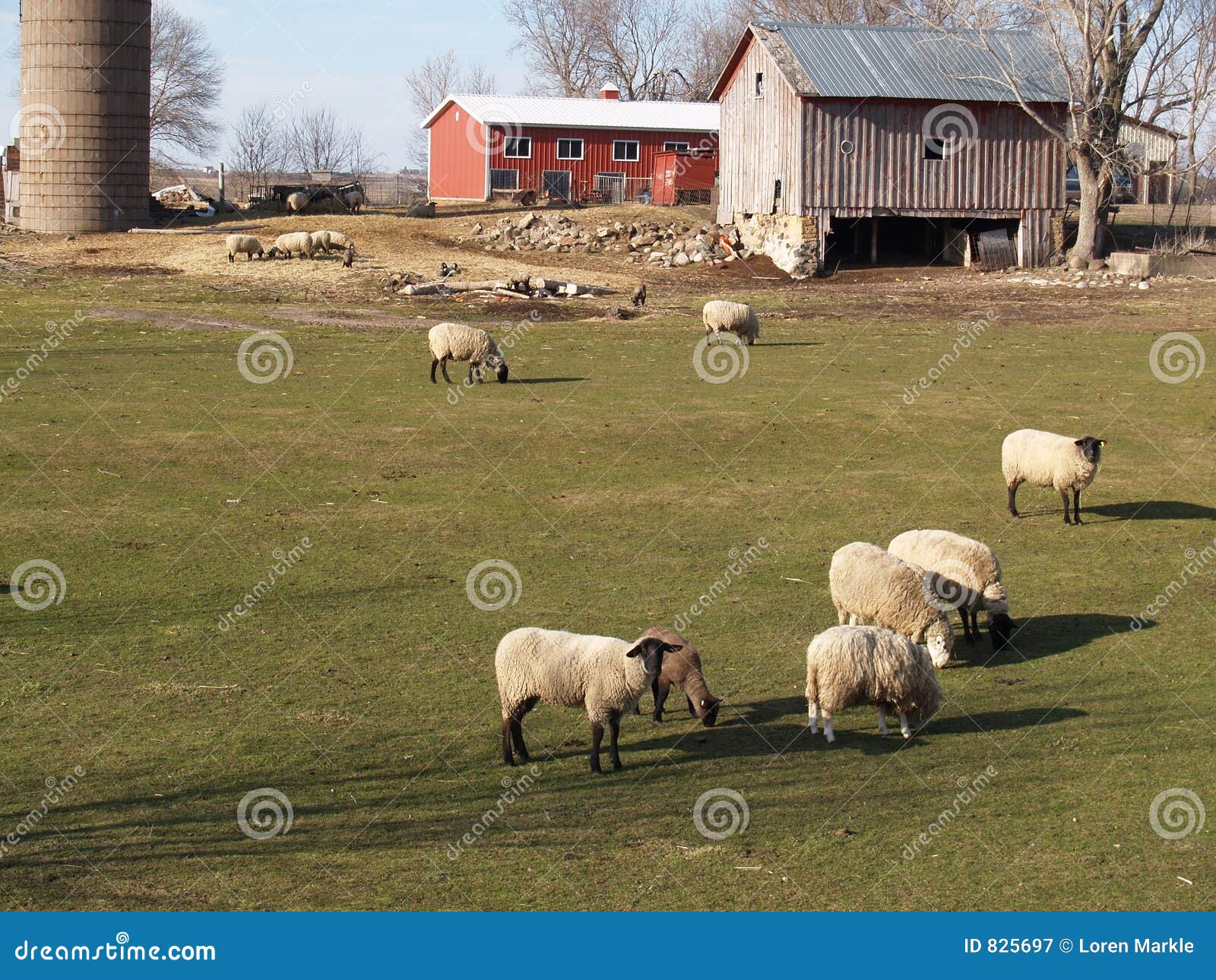 Sheep Farm stock image. Image of raising, skins, hooved - 825697