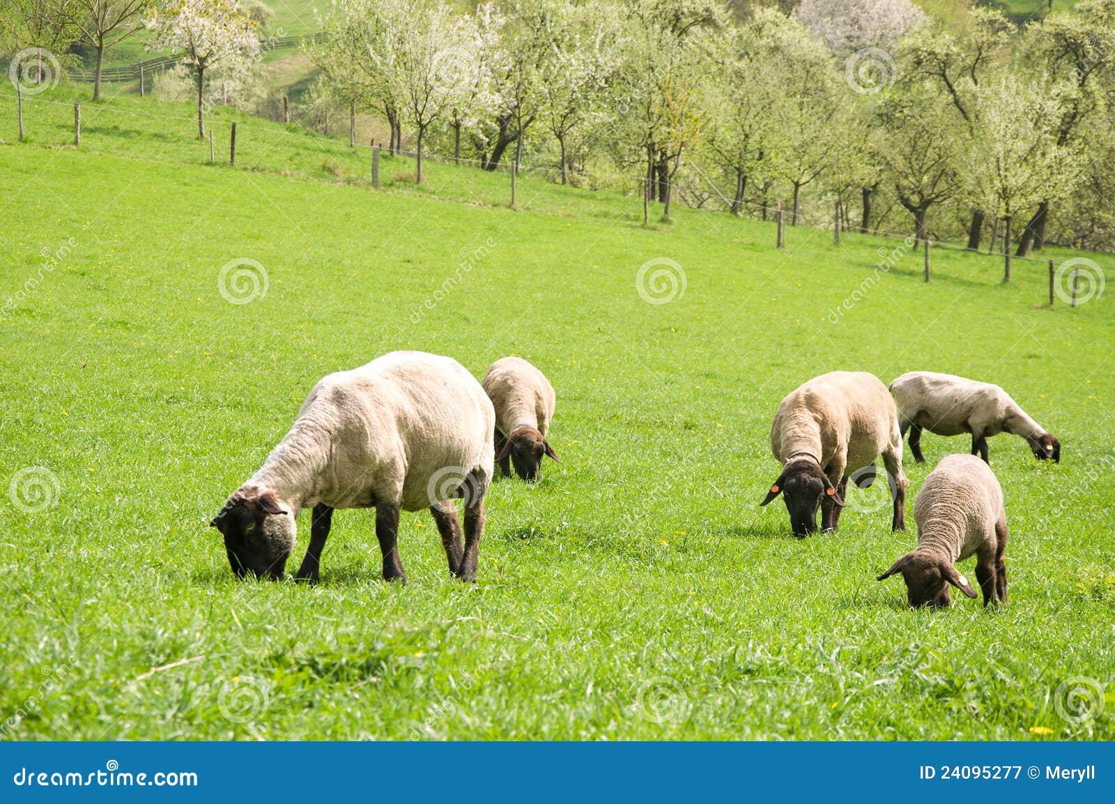 Sheep farm countryside stock image. Image of herd, countryside - 24095277