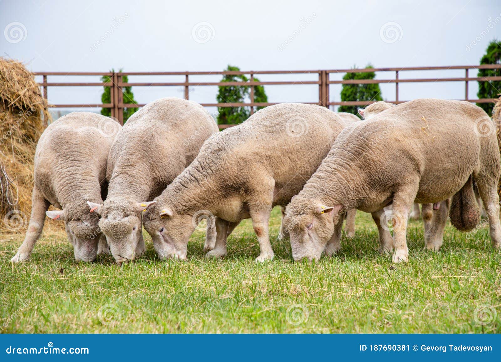 Sheep in a Farm of Different Varieties and Ages. Stock Image - Image of ...