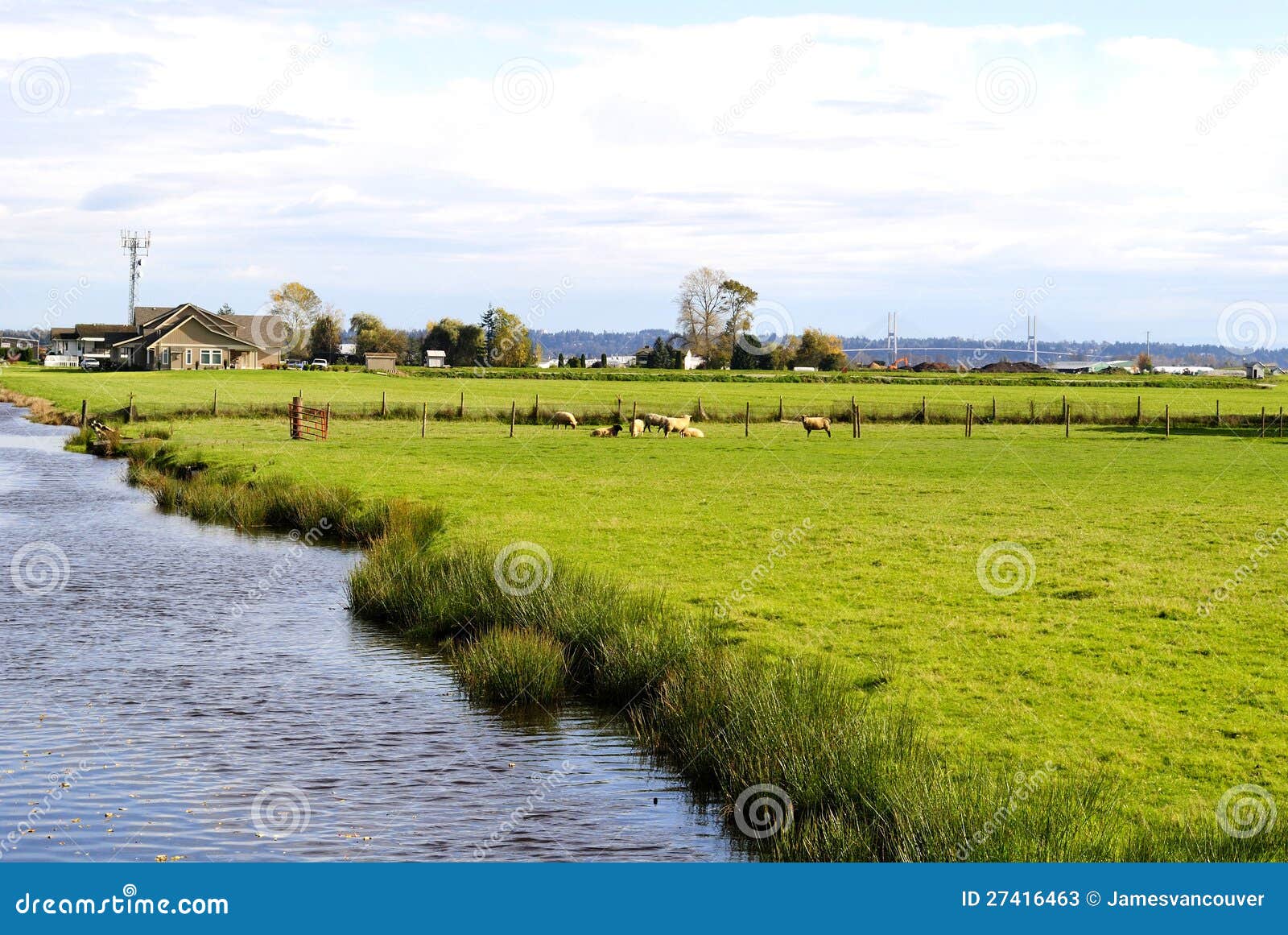 Sheep in a farm field stock image. Image of holiday, landscape - 27416463