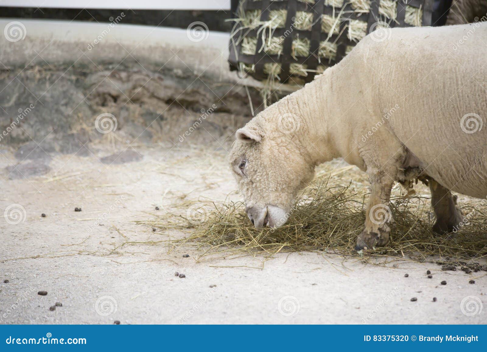 Sheep stock photo. Image of animal, offspring, alone - 83375320