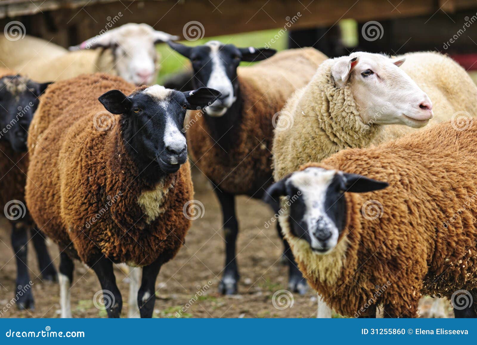 Sheep on a farm stock photo. Image of animals, farming - 31255860