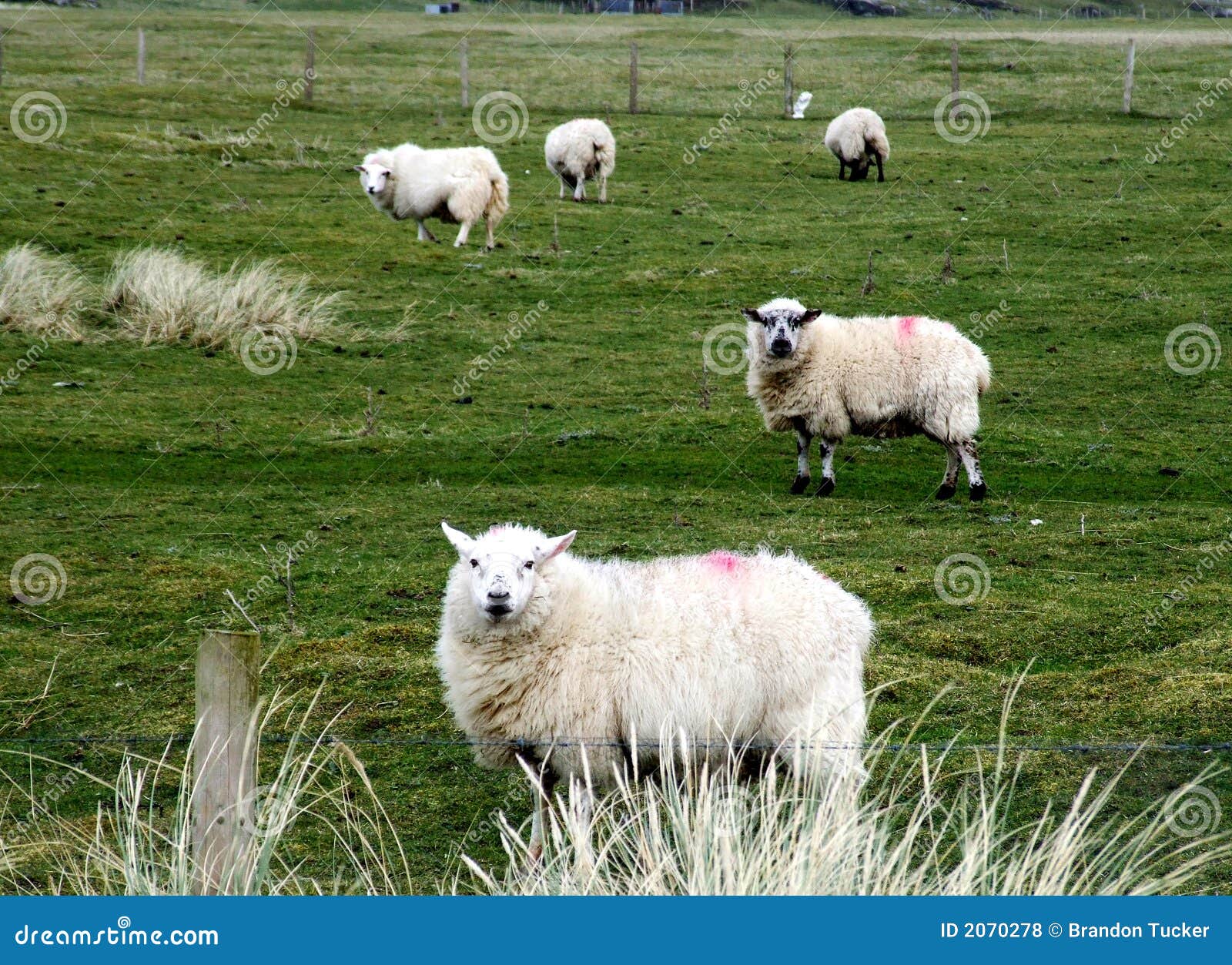 Sheep on a farm in Ireland stock photo. Image of tourism - 2070278