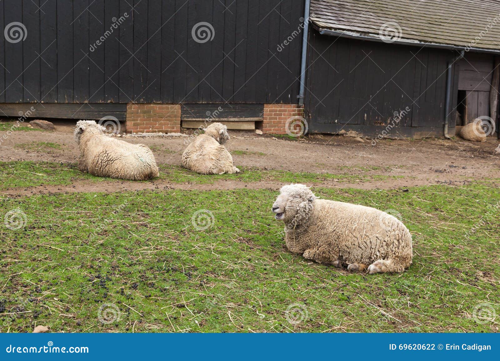 Sheep on a Farm stock photo. Image of lawn, graze, sheep - 69620622