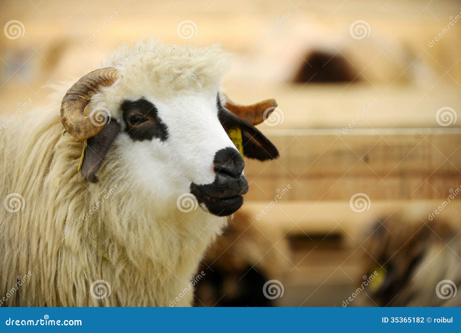 Sheep in a Farm stock photo. Image of nature, face, ovine - 35365182