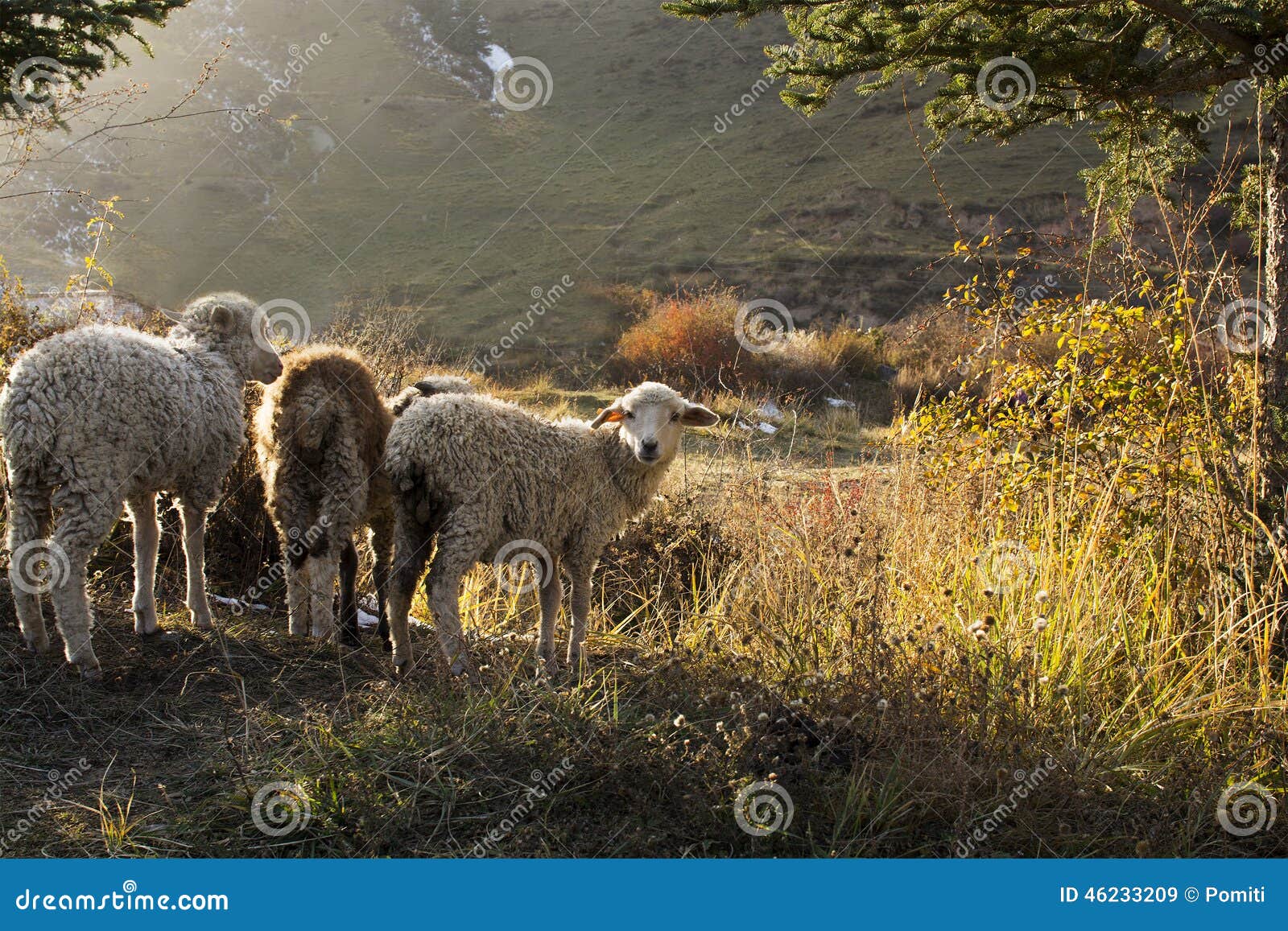 Sheep farm stock image. Image of fall, green, tree, morning - 46233209