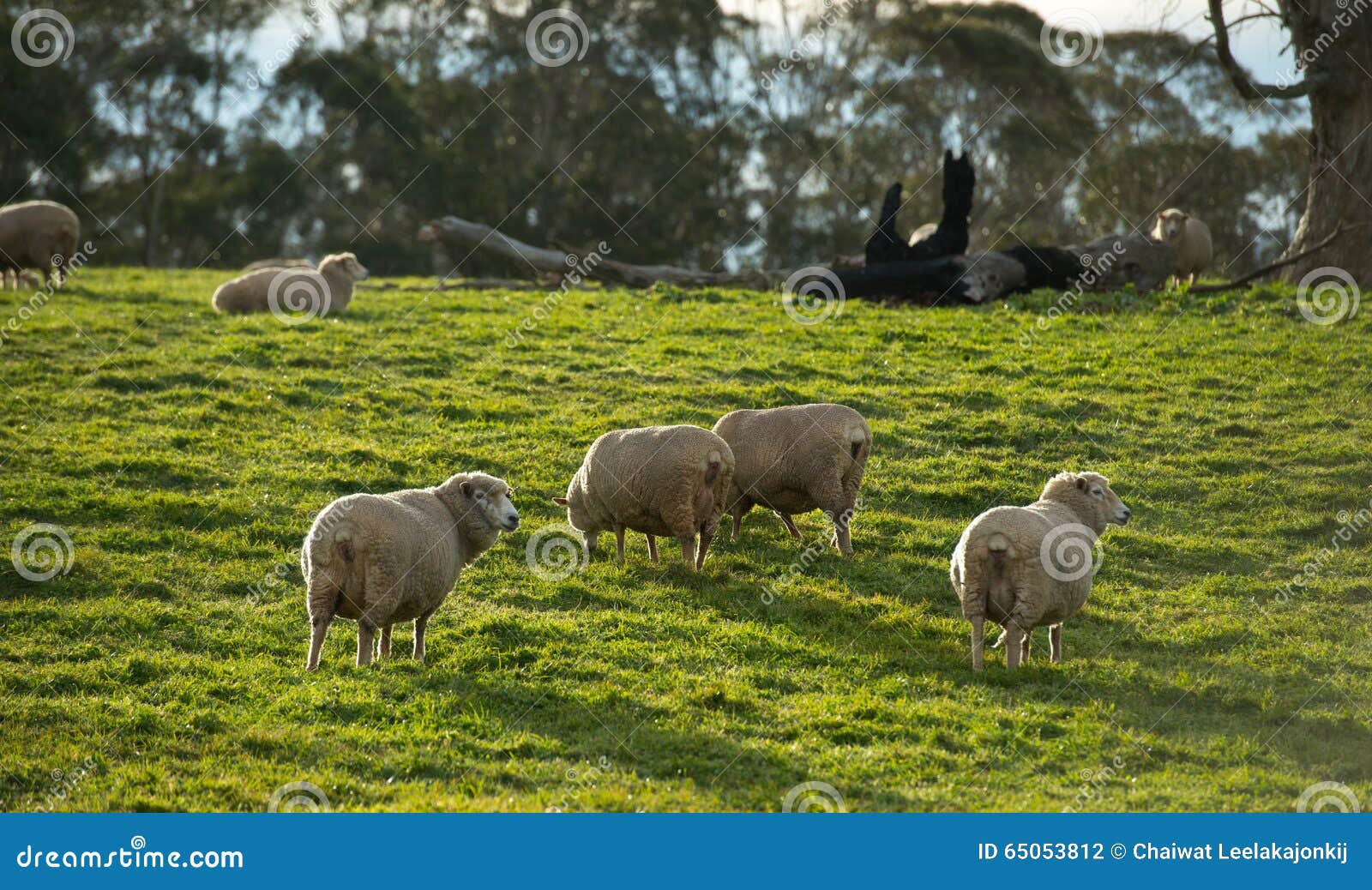 Sheep in farm. stock photo. Image of agricultural, farming - 65053812