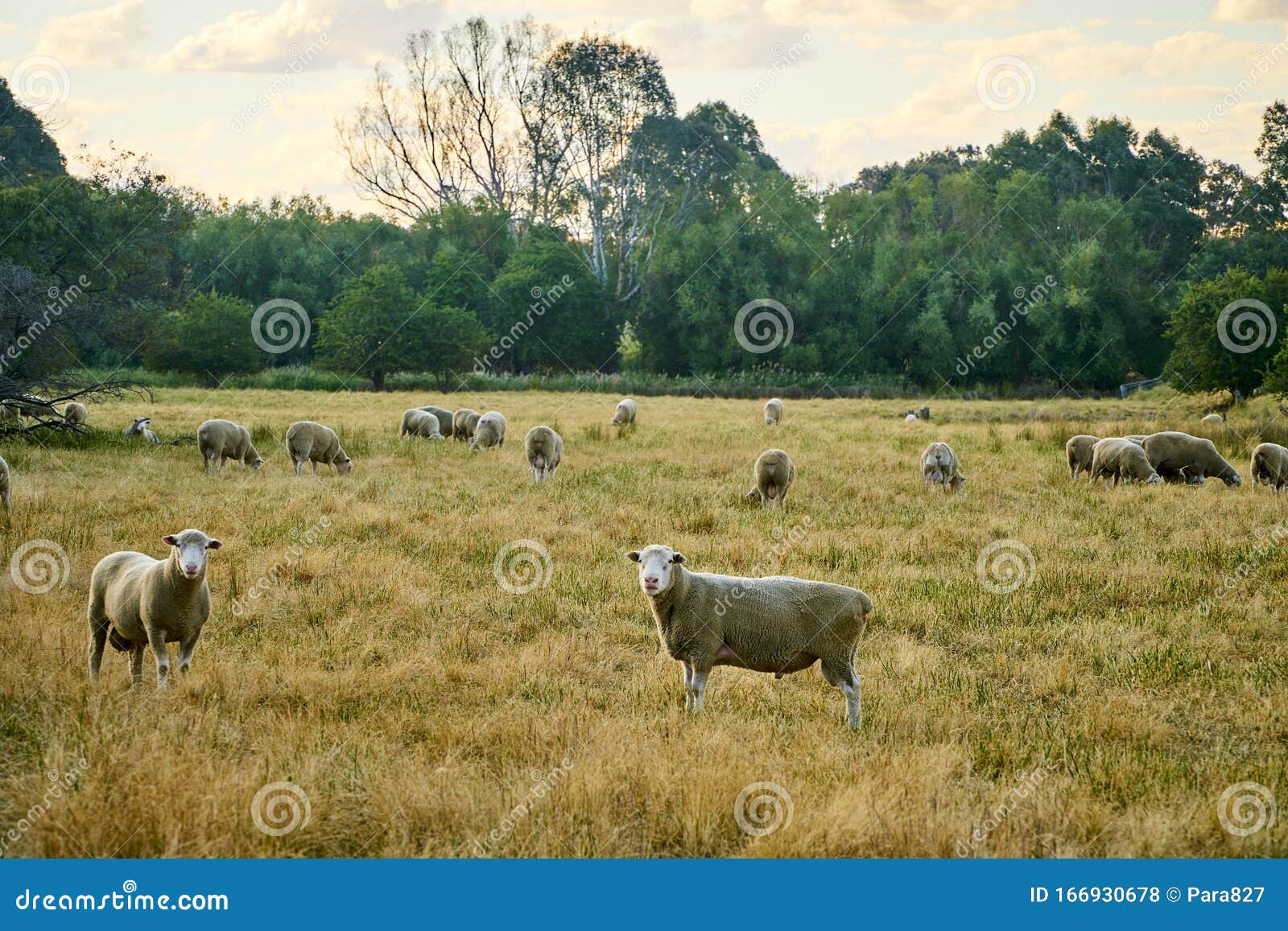 Sheep farm stock photo. Image of nature, adorable, sheep - 166930678