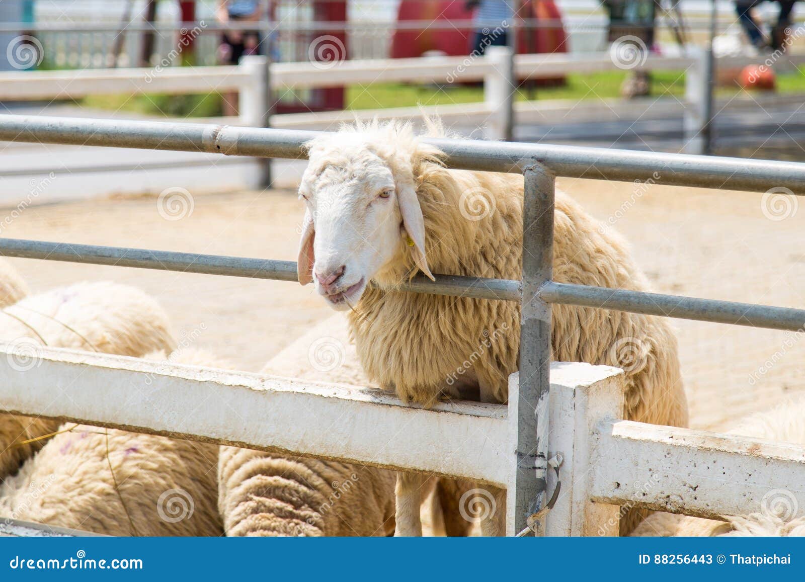 The Sheep on a Farm Outdoor Stock Image - Image of life, mammal: 88256443