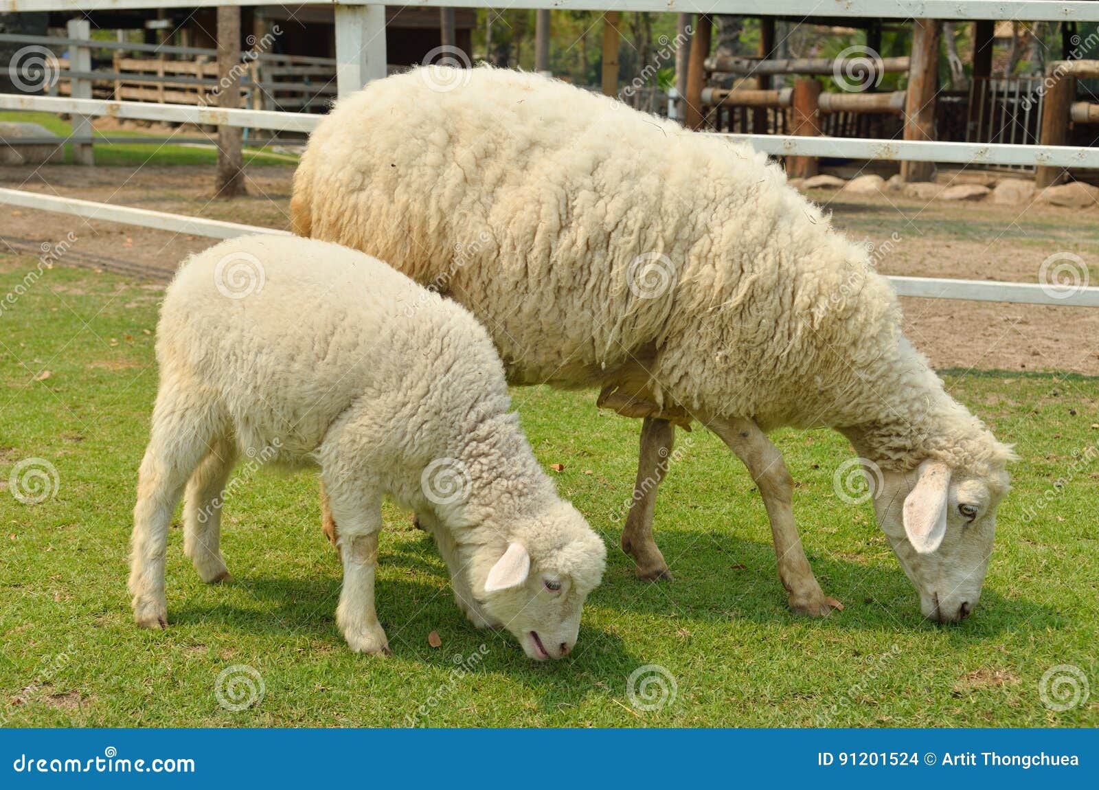 The Sheep on a farm stock photo. Image of rural, domestic - 91201524
