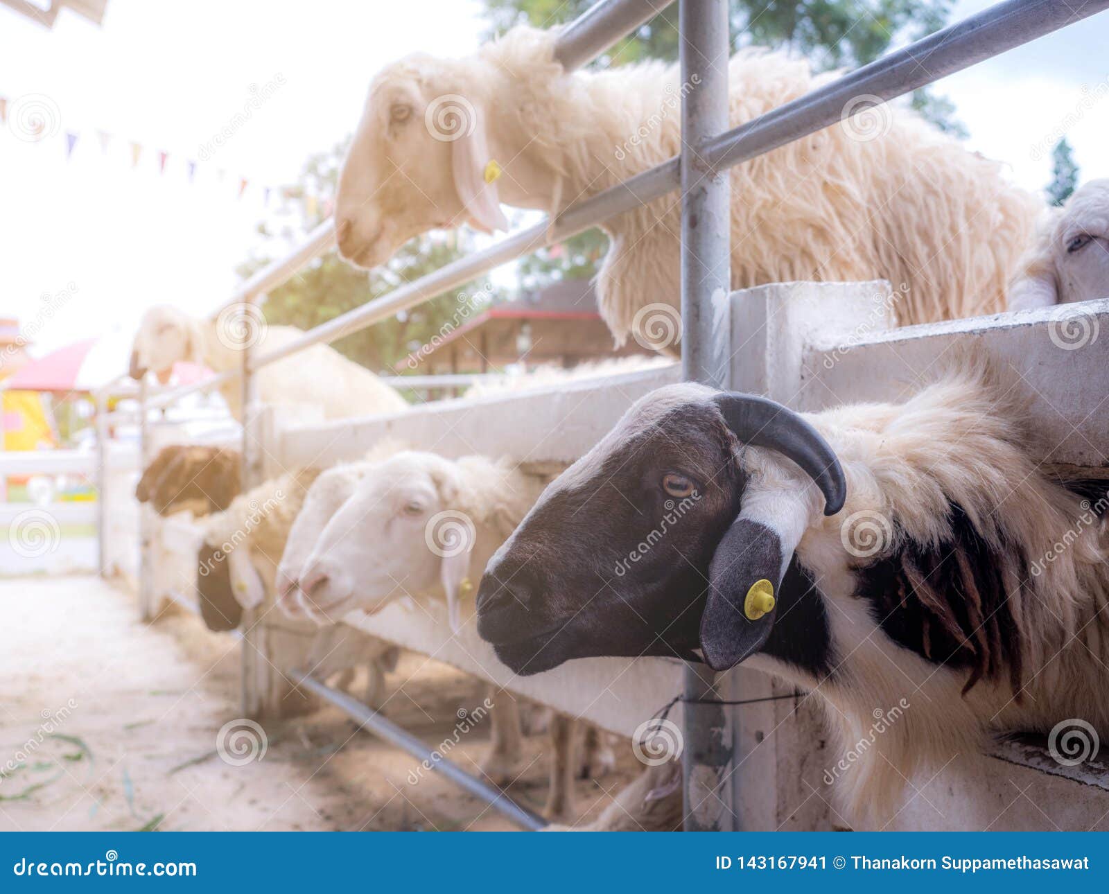 Sheep on a Farm Outdoor, Black Sheep Stock Image - Image of nature ...