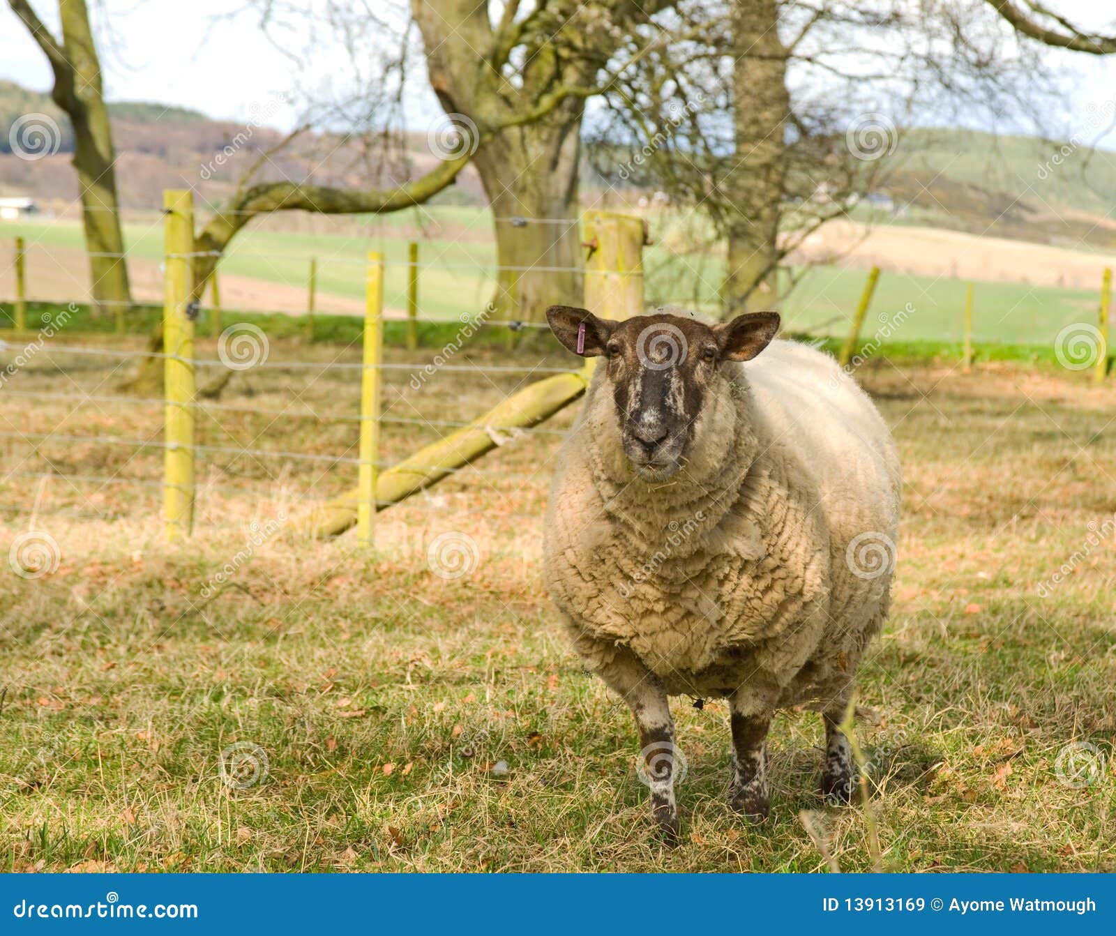 A sheep in a farm paddock. stock image. Image of gazing - 13913169