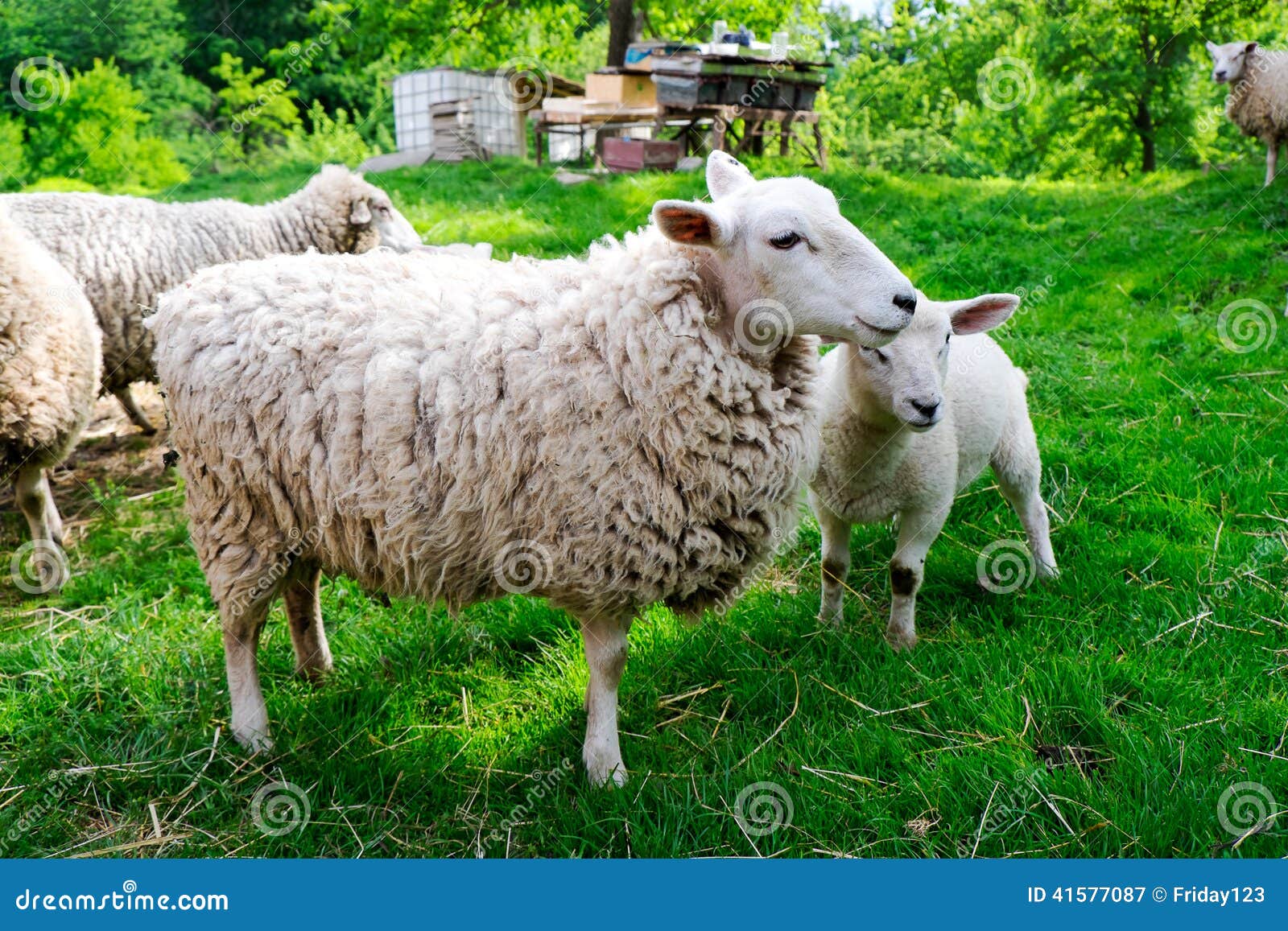 Sheep on the farm stock image. Image of beautiful, farm - 41577087