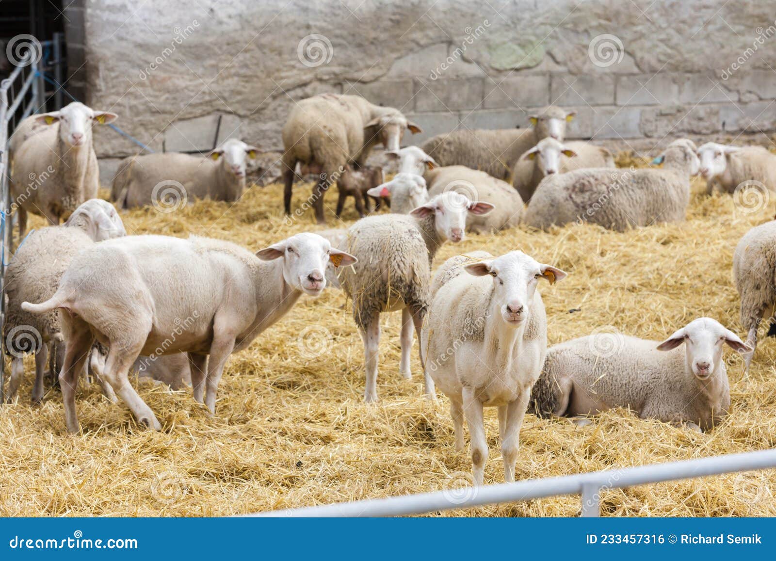 Sheep on the Farm, Provance, France Stock Photo - Image of sheep ...