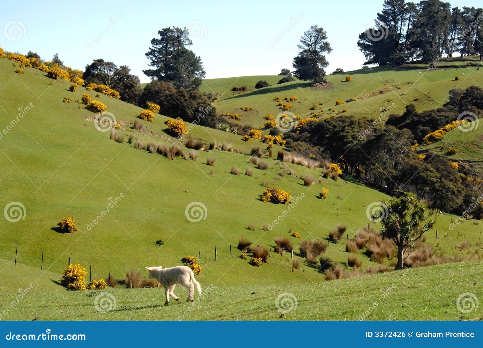 Sheep Farm Scene stock photo. Image of lamb, tussock, australia - 3372426