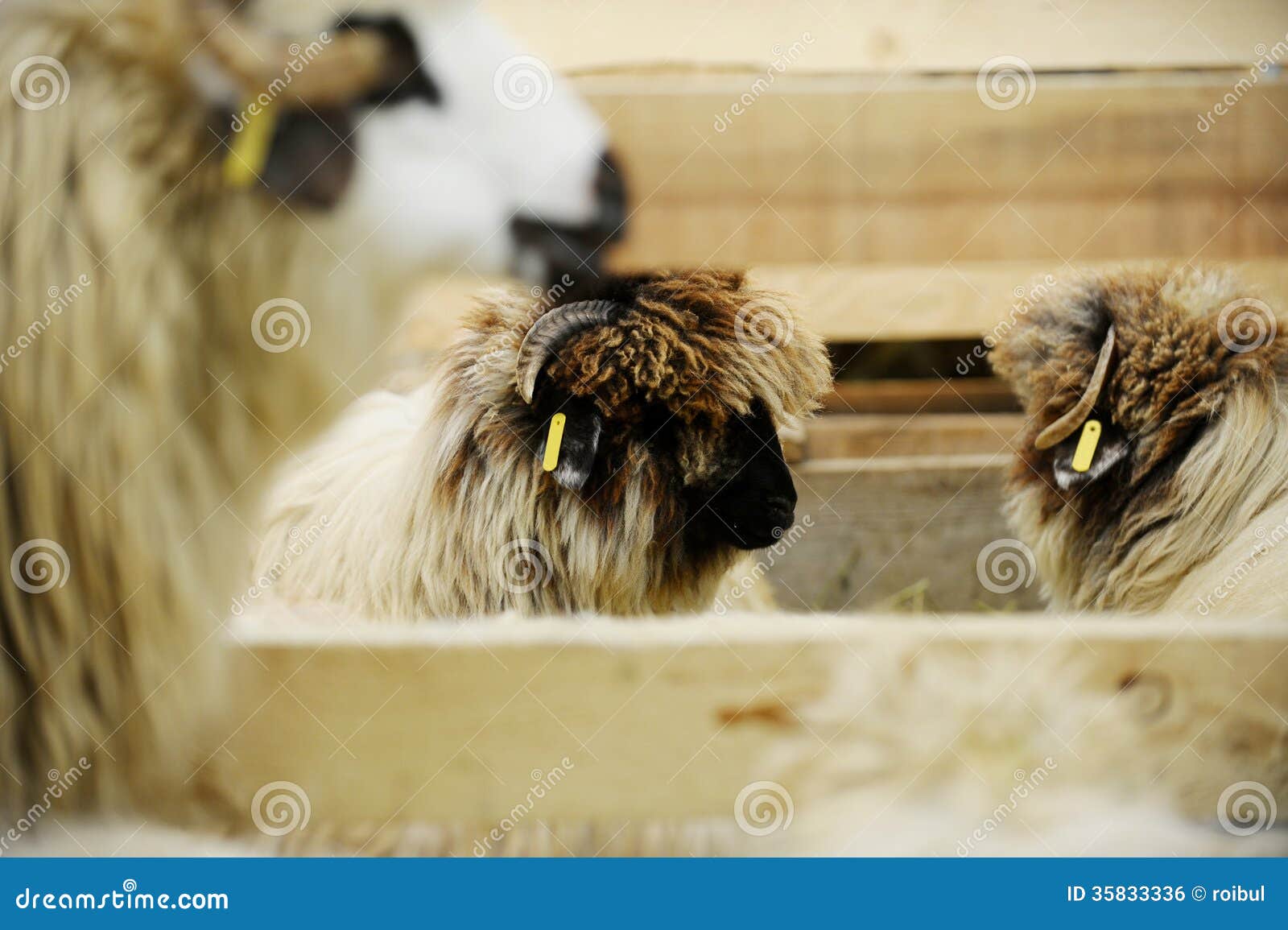 Sheep Farm stock photo. Image of husbandry, mammal, horizontal - 35833336