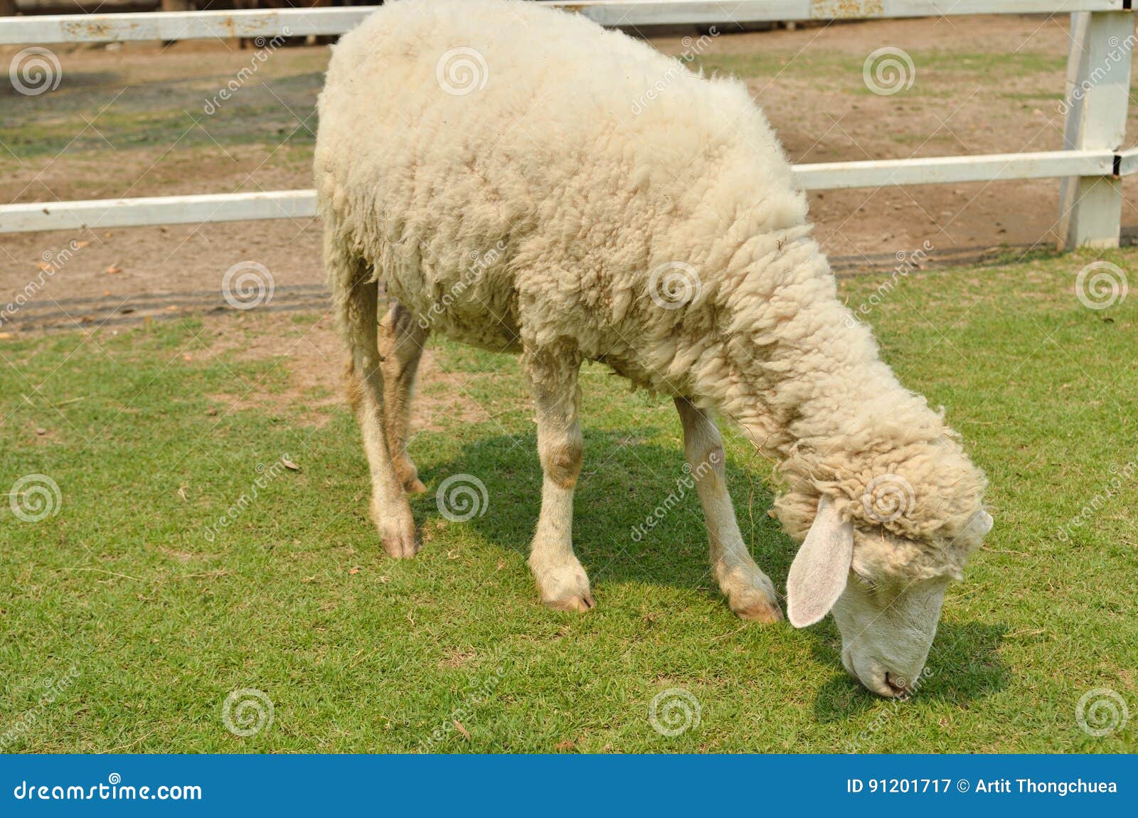 The Sheep on a farm stock image. Image of natural, farming - 91201717
