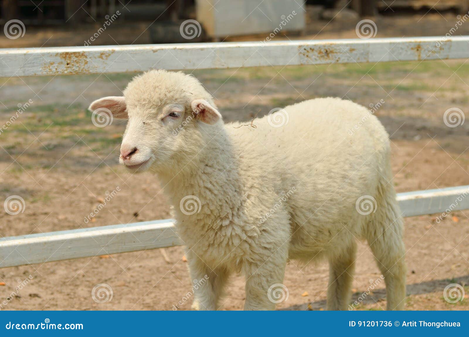 The Sheep on a farm stock photo. Image of pasture, beautiful - 91201736