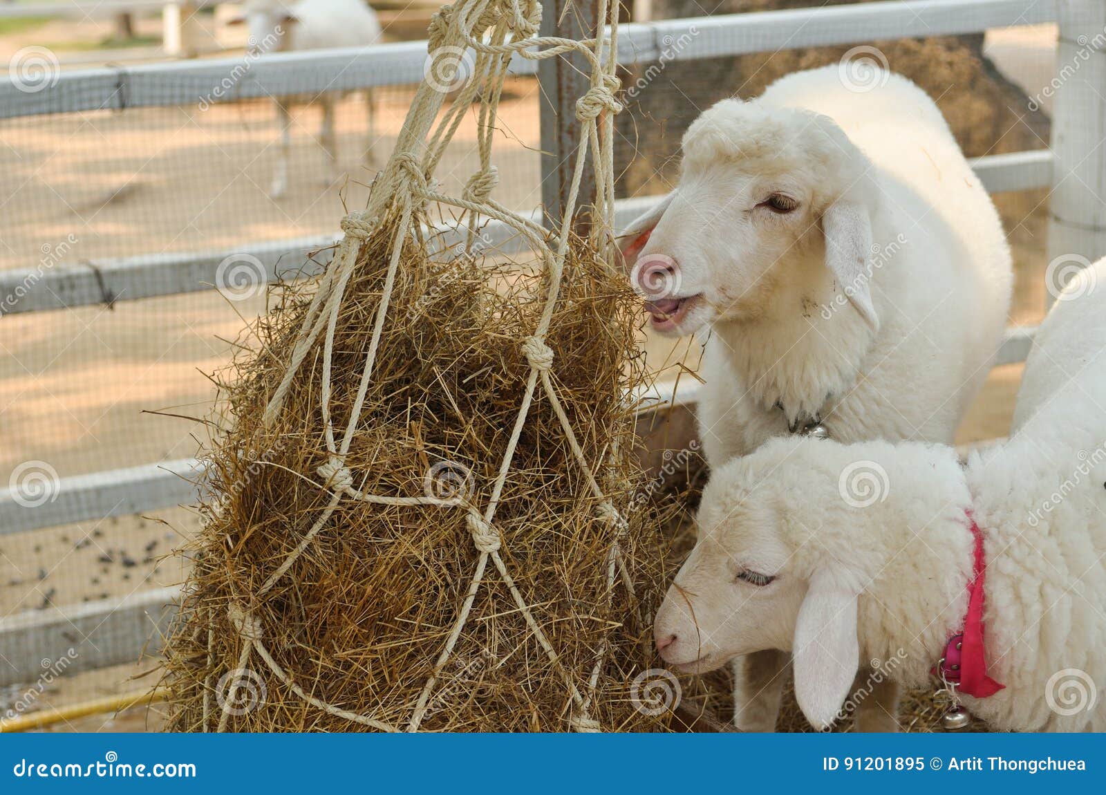 The Sheep on a farm stock image. Image of natural, nature - 91201895