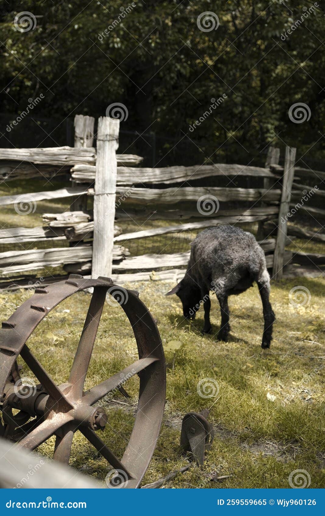 Sheep in a farm stock image. Image of animal, tree, cattle - 259559665