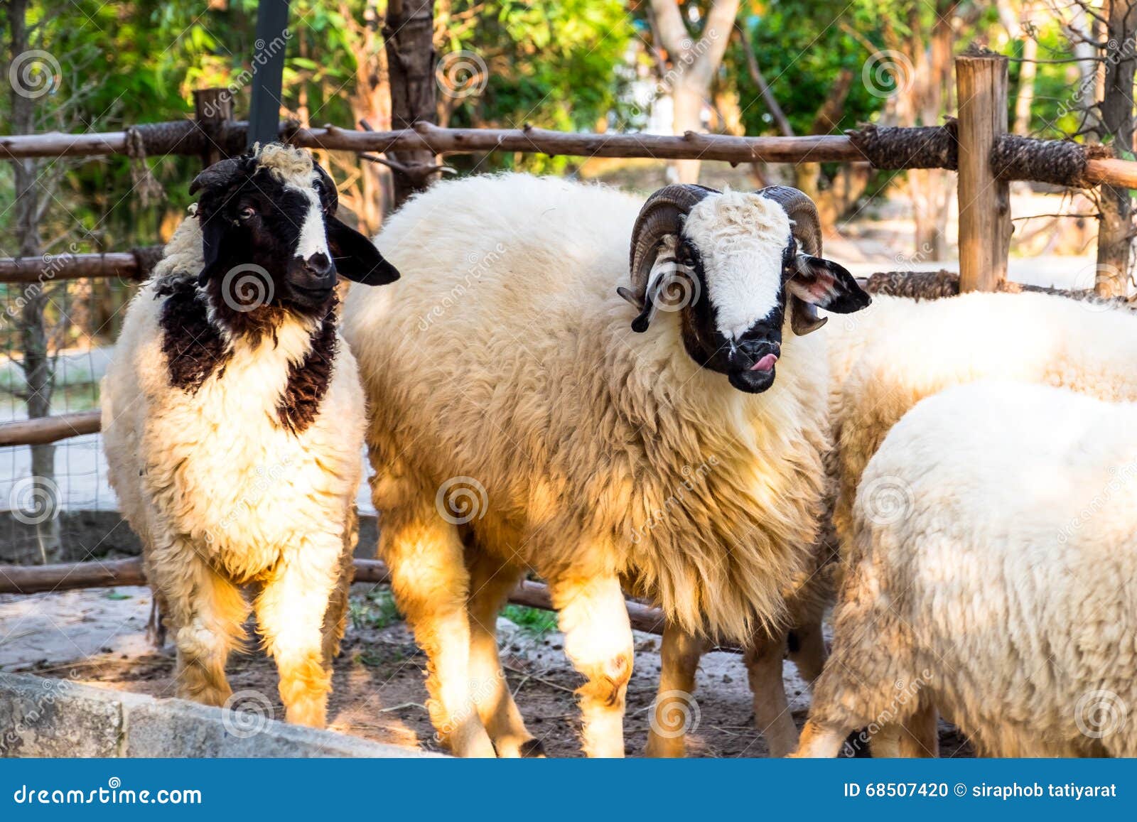 Sheep in farm stock photo. Image of mammal, herd, focus - 68507420