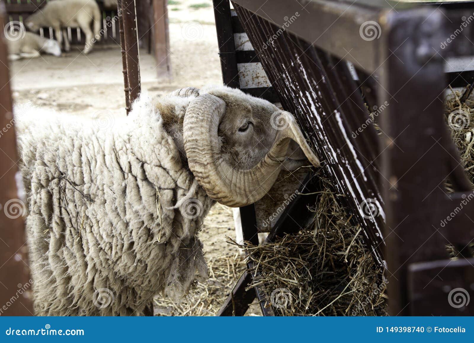 Sheep in farm stock photo. Image of field, farm, color - 149398740
