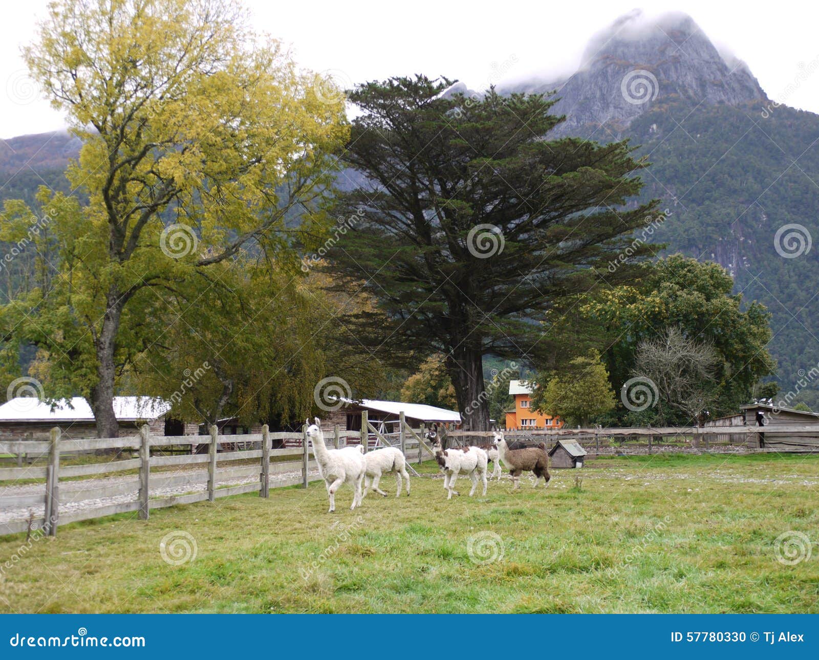 Sheep stock photo. Image of chile, lions, beach, south - 57780330