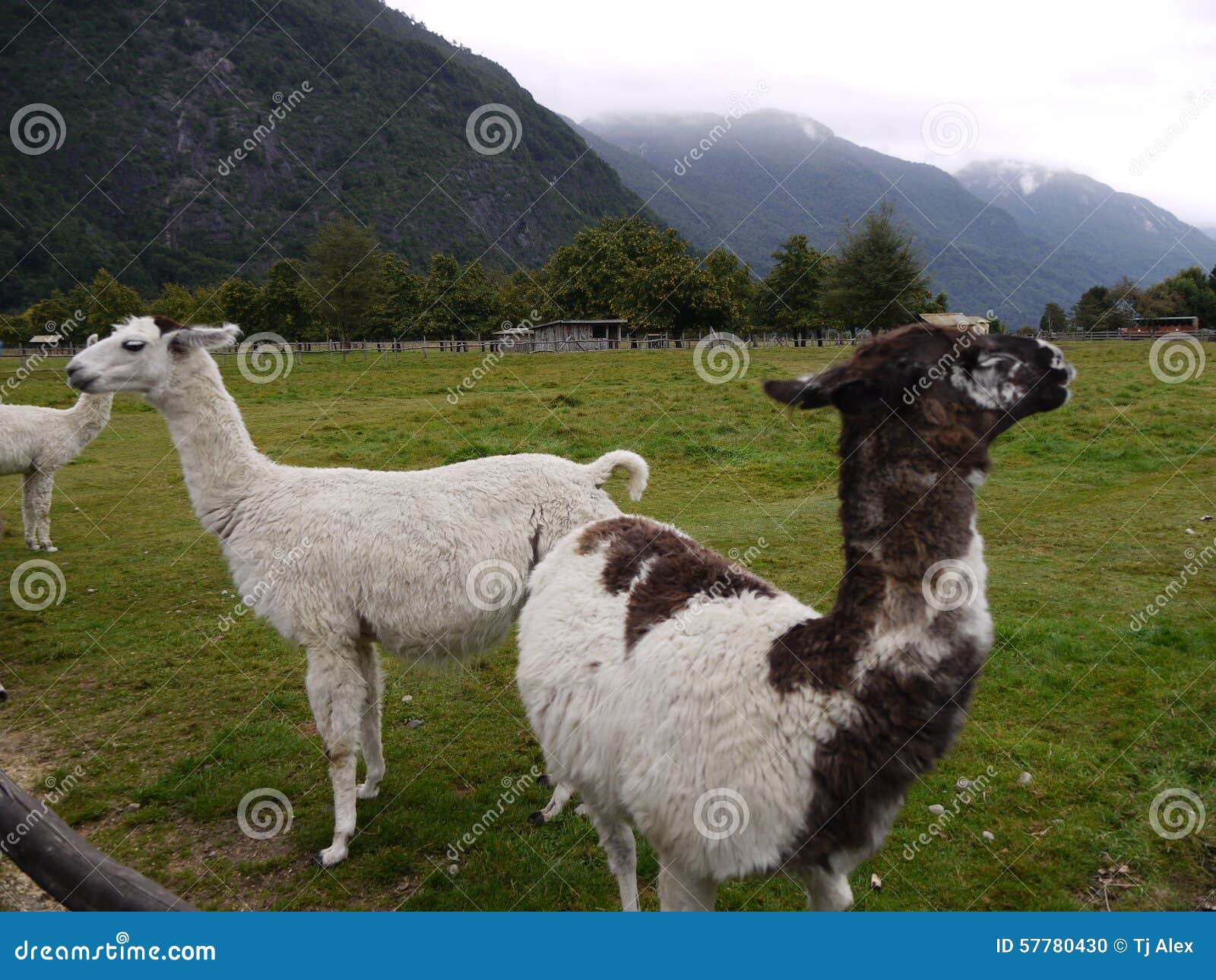 Sheep stock photo. Image of farm, chile, sheep, santiago - 57780430