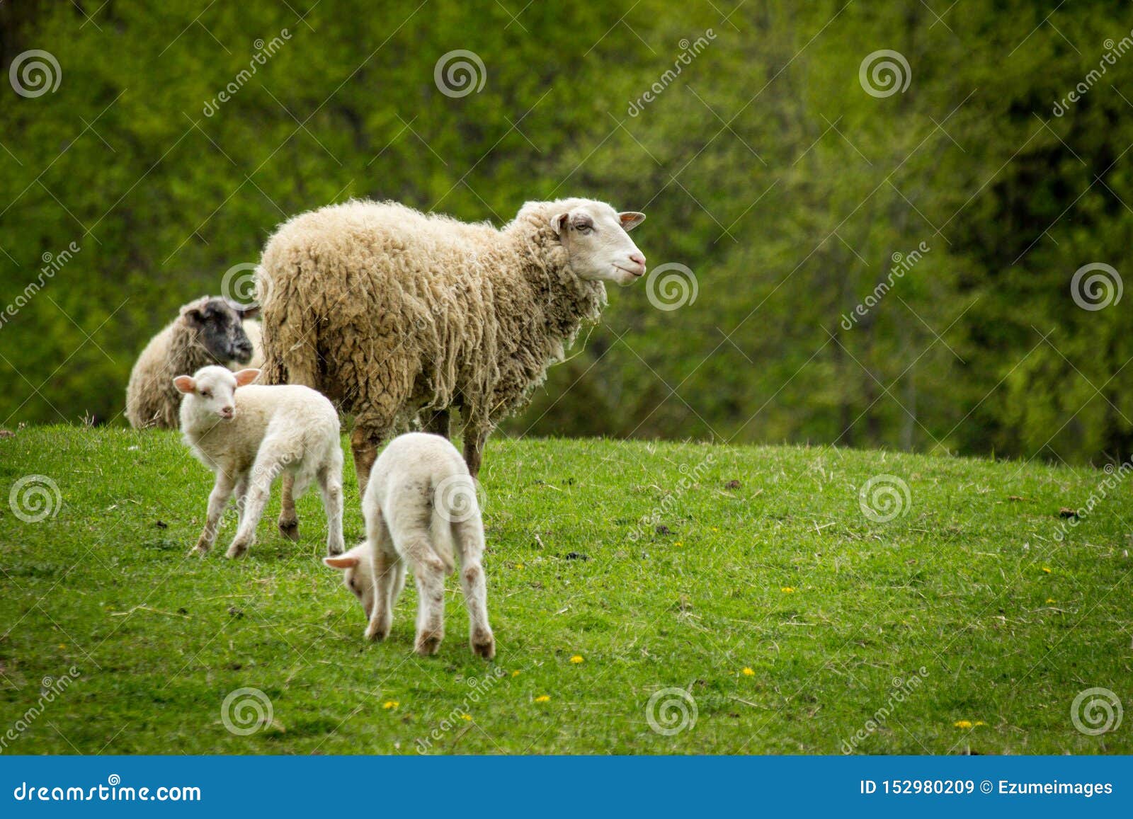Sheep Farm Springtime stock image. Image of countryside - 152980209