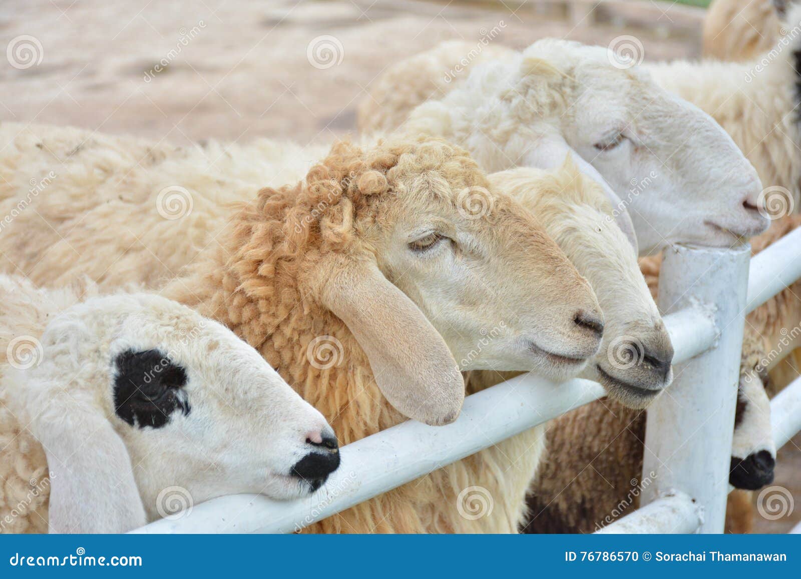 Sheep in farm. stock photo. Image of sheep, hungry, peckish - 76786570