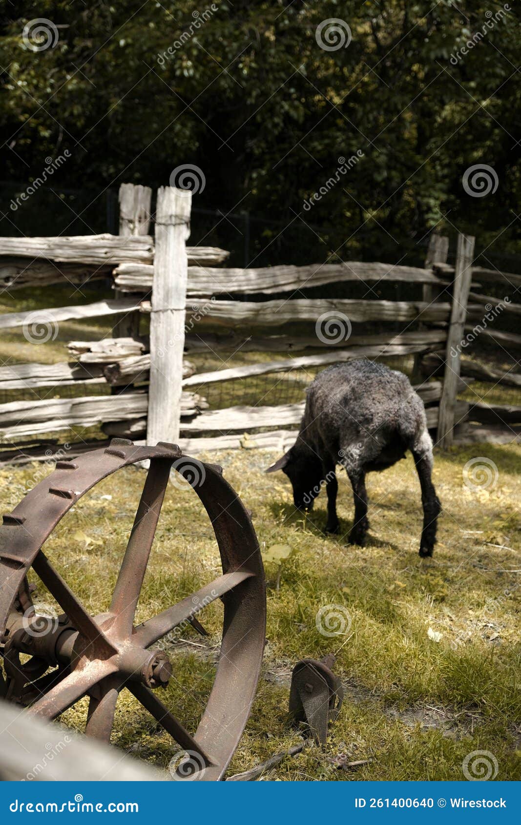 Sheep in a farm - toronto stock photo. Image of tree - 261400640