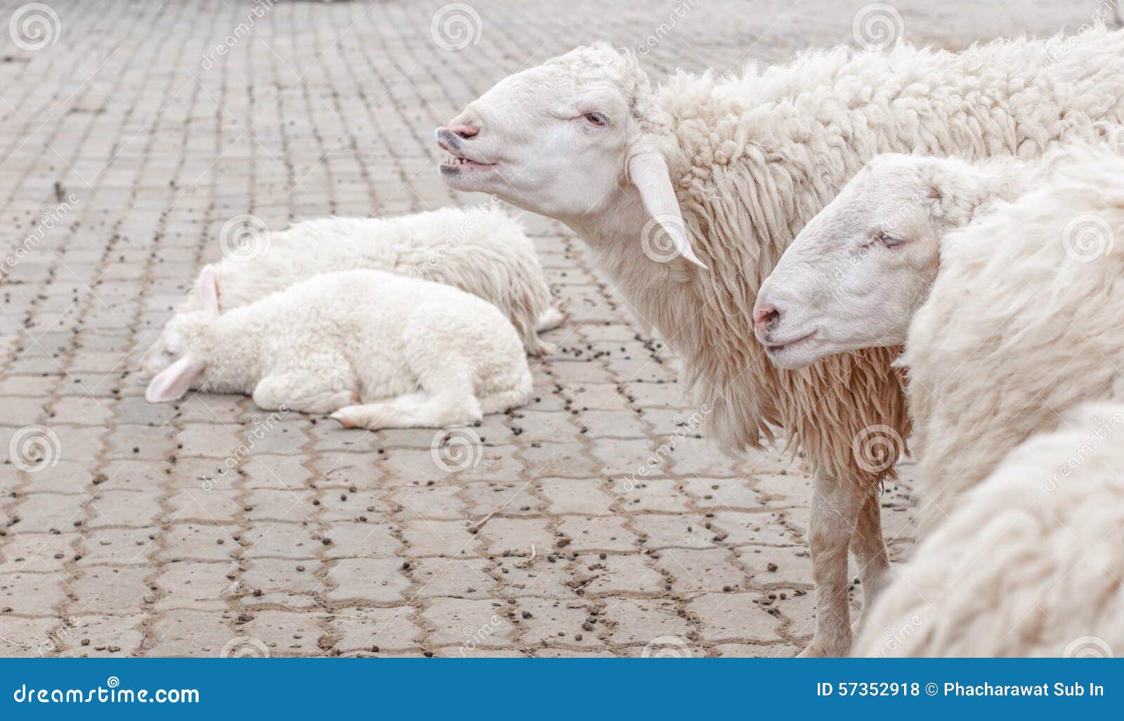 Sheep in the Farm are Waiting for the Food Stock Photo - Image of ...